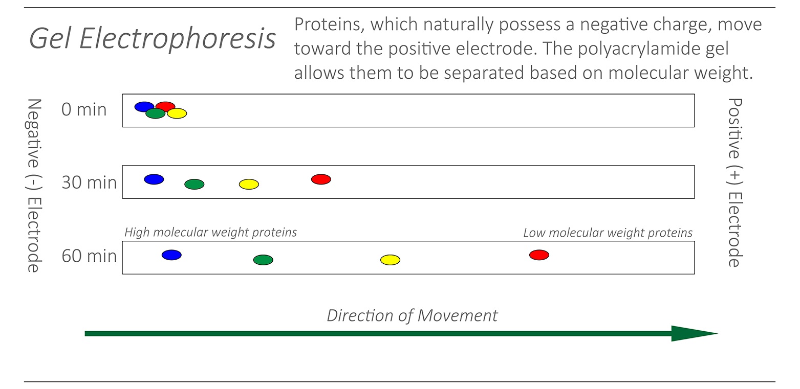 Western Blot Protocol – KinesisDx